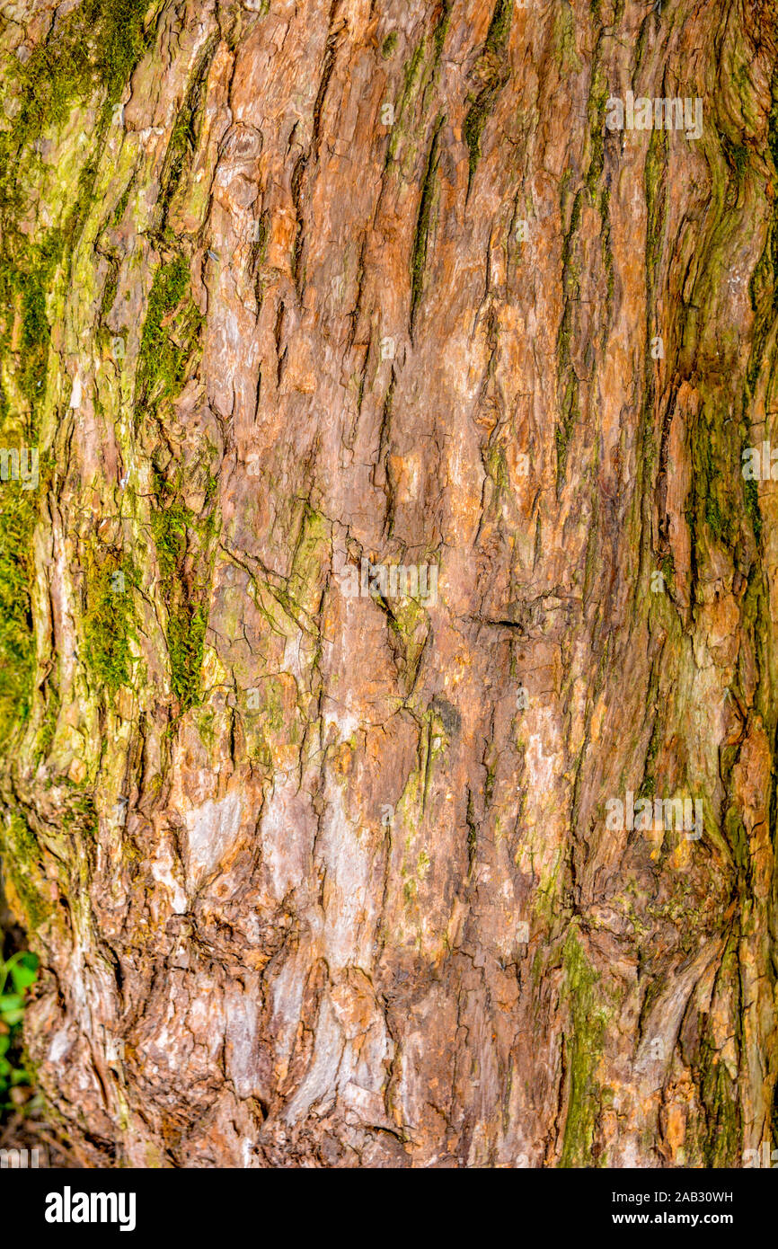Texture of bark of ancient mighty oak tree trunk with moss and lichen ...