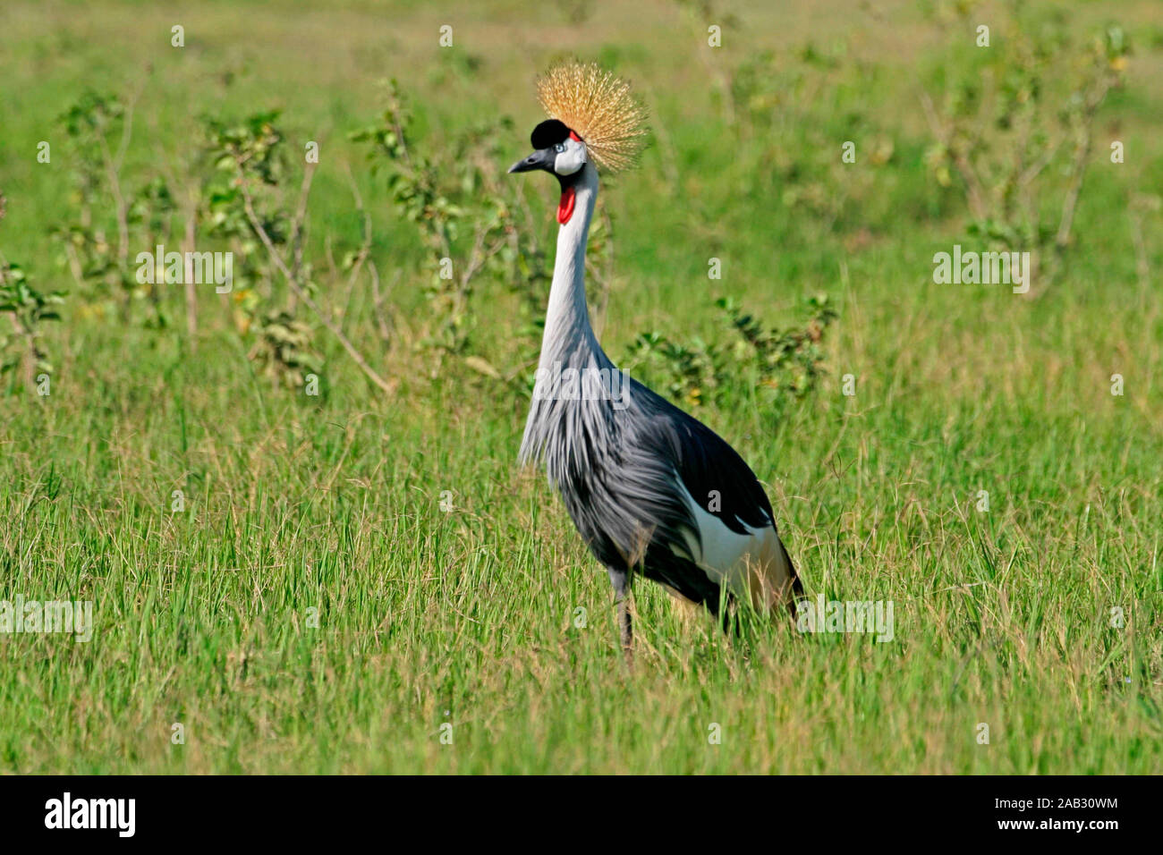 Kronenkranich hi-res stock photography and images - Alamy