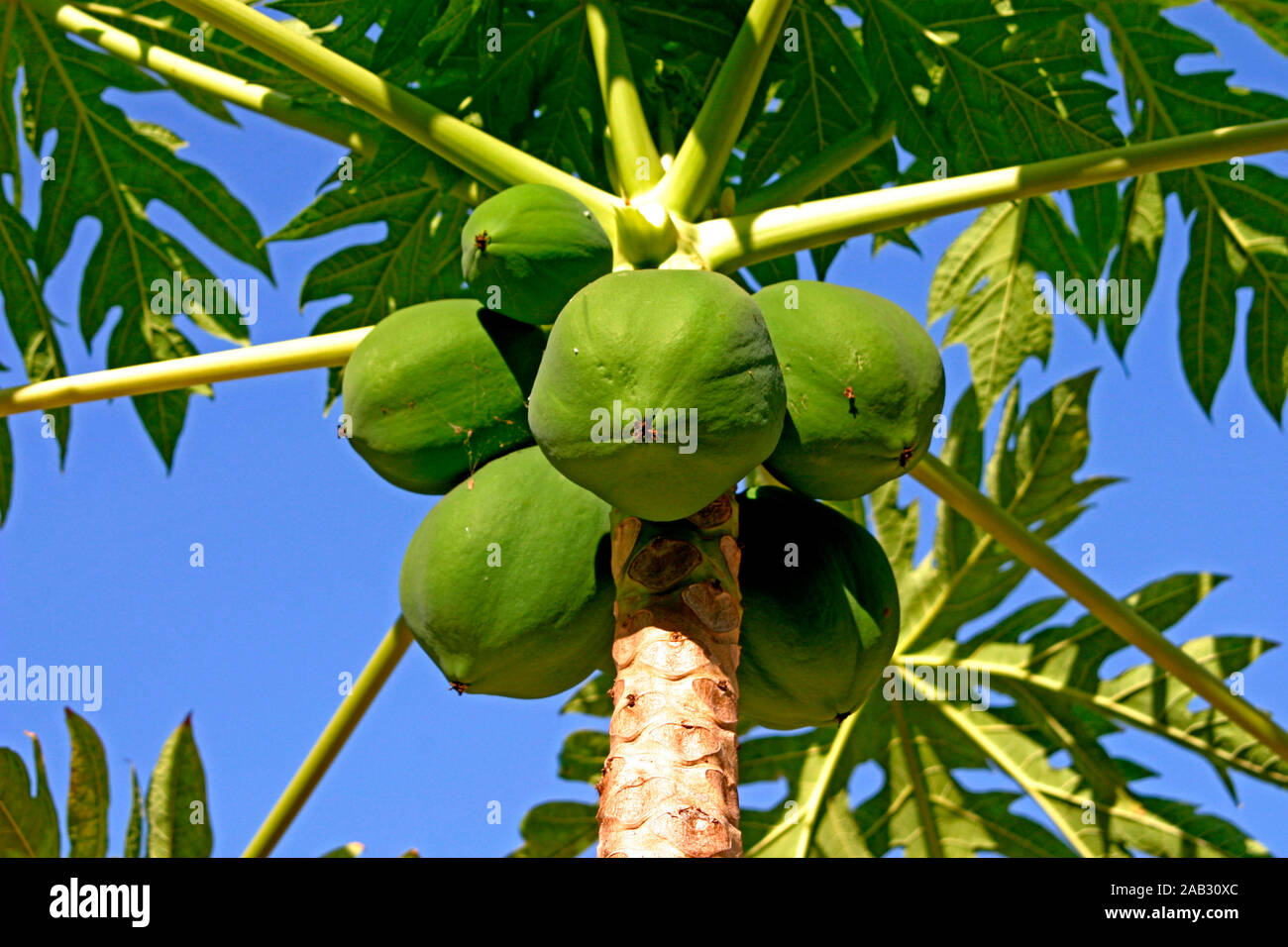 Papaya oder Baummelonen - Ostafrika Stock Photo - Alamy