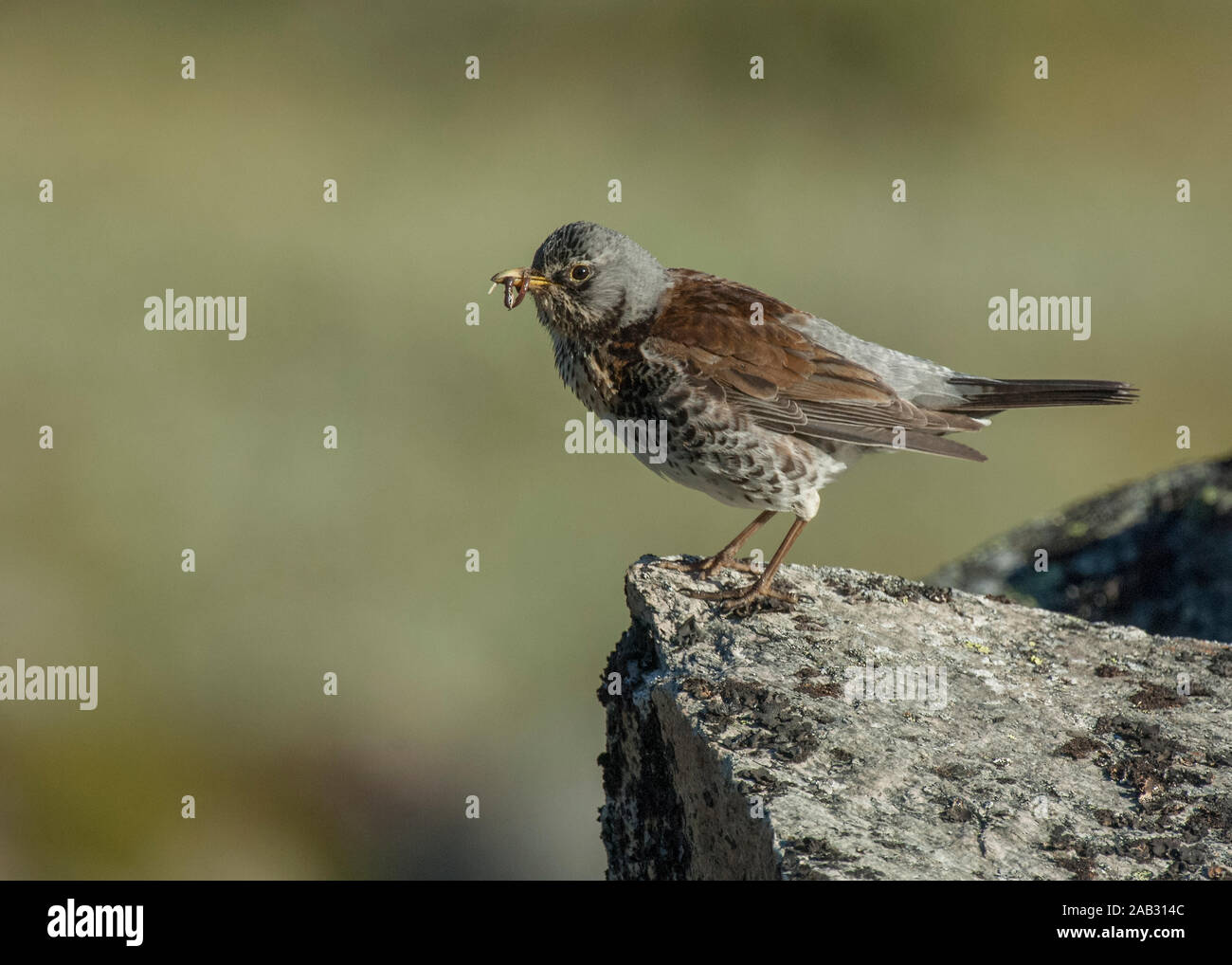 Fieldfare picture hi-res stock photography and images - Alamy