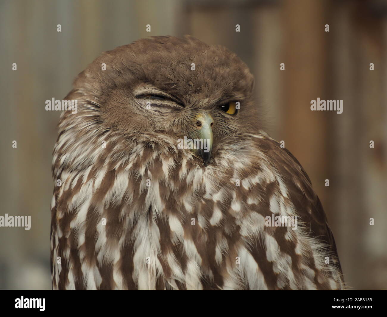 Winking owl hi-res stock photography and images - Alamy
