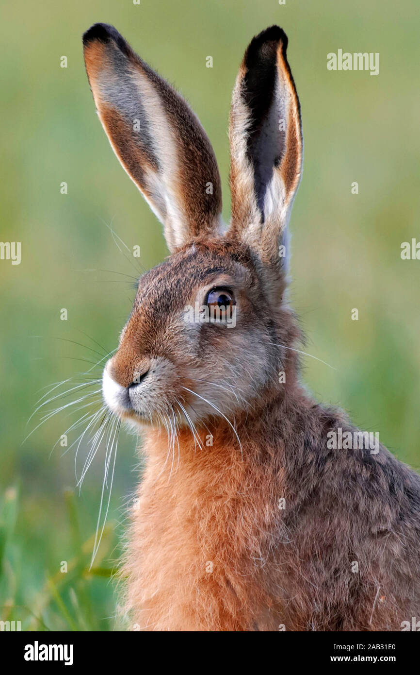 Feldhase auf Wiese, Lepus europaeus Stock Photo - Alamy