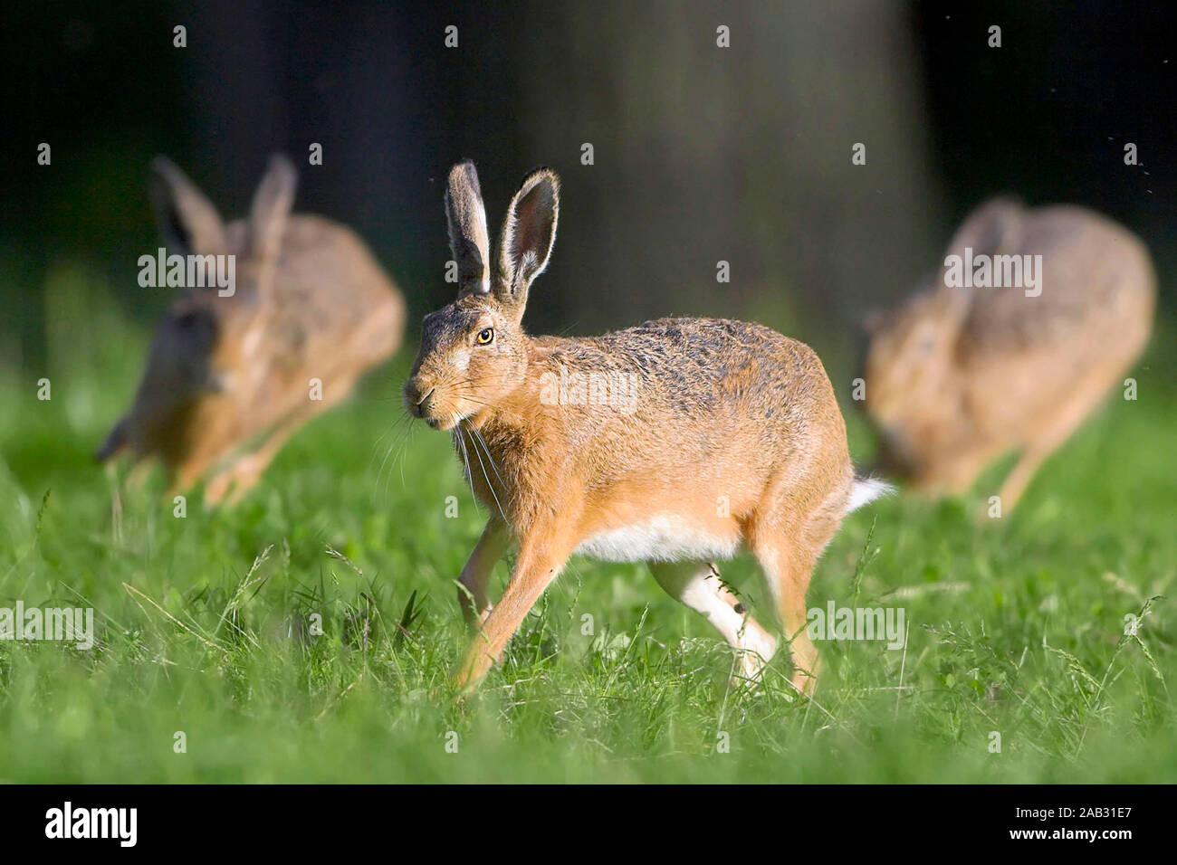 Feldhasen auf Wiese, Lepus europaeus Stock Photo - Alamy