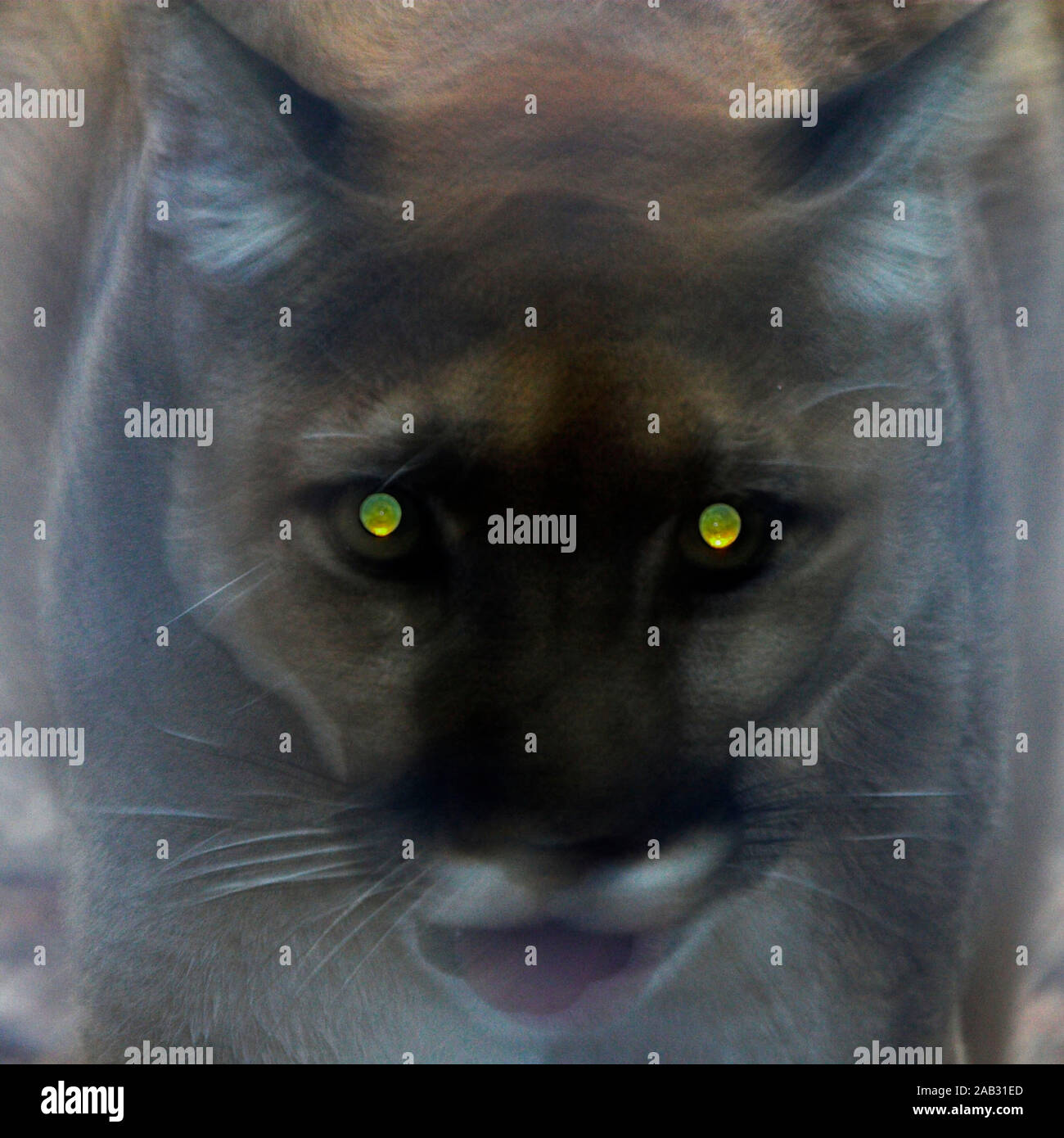 Puma, Florida Panther (Puma concolor), captive Stock Photo - Alamy