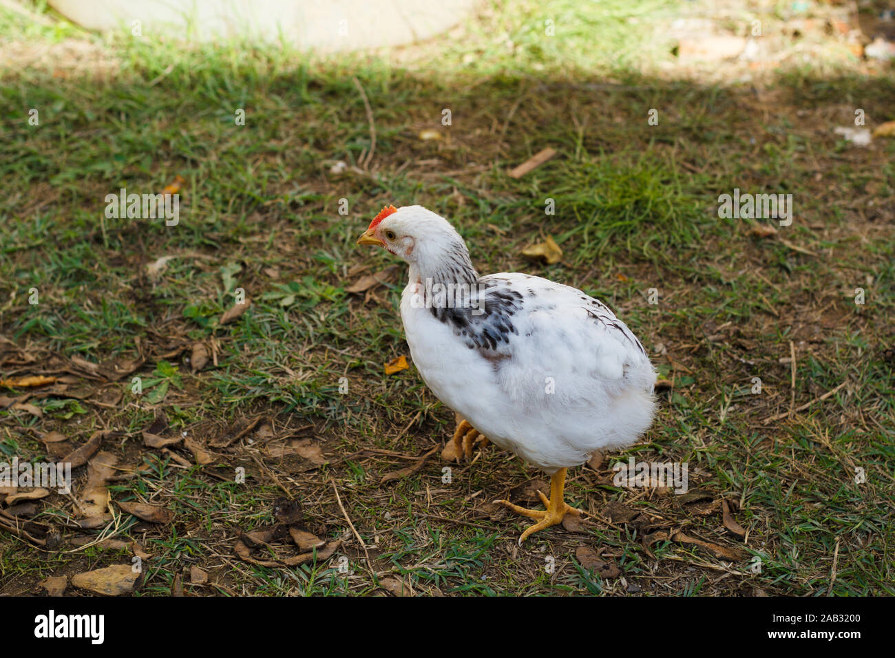 White chicken walking in the shadow. Poultry farm. Rural area Stock ...