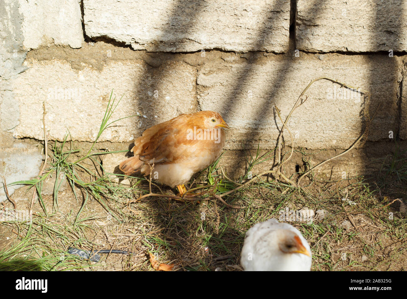 Little red chicken staying by the blocks wall at shadow. Poultry farm ...