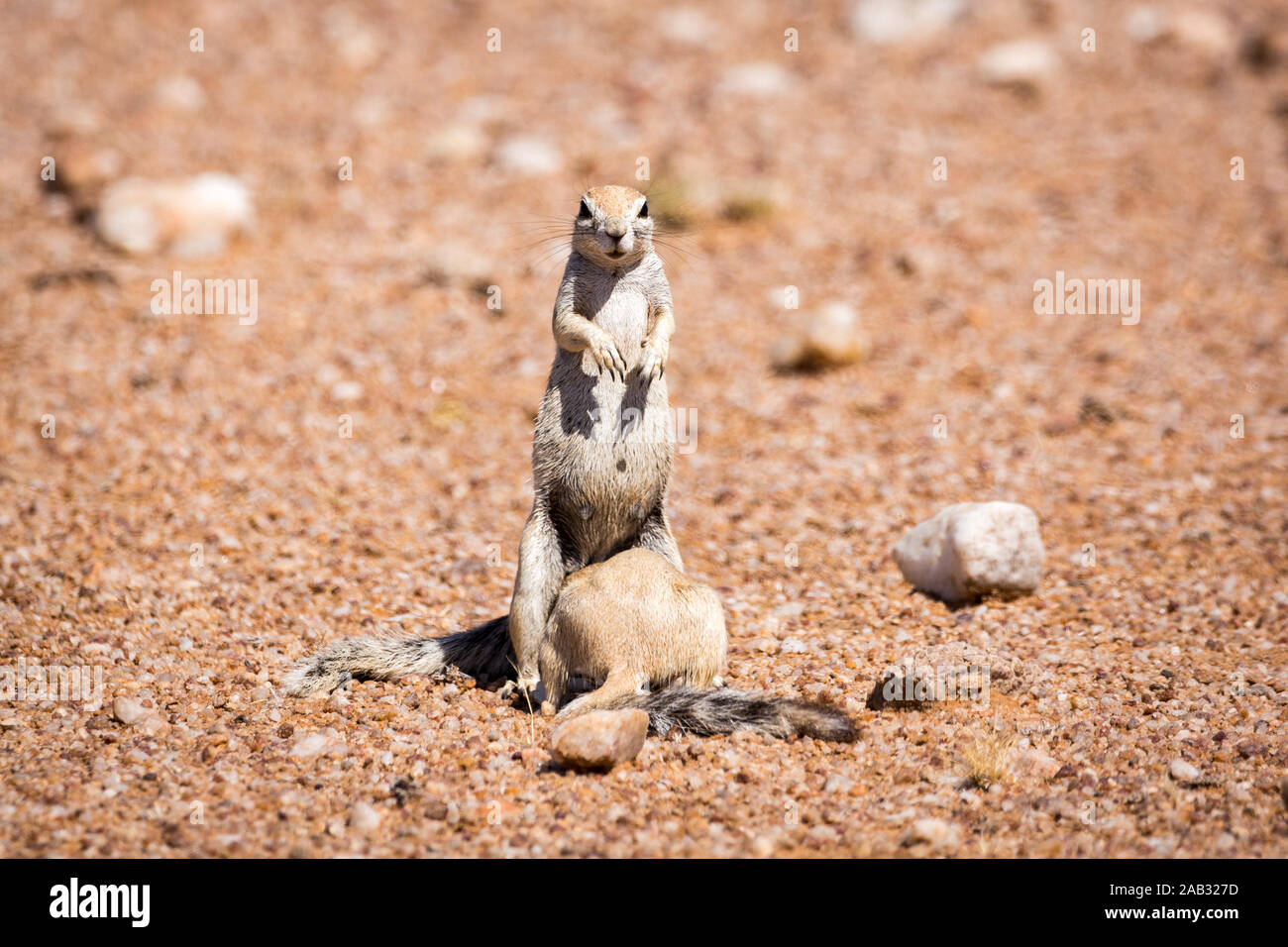 Ground Squirrel Memes