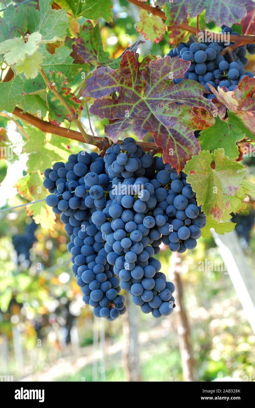 Blaue weintrauben hi-res stock photography and images - Alamy