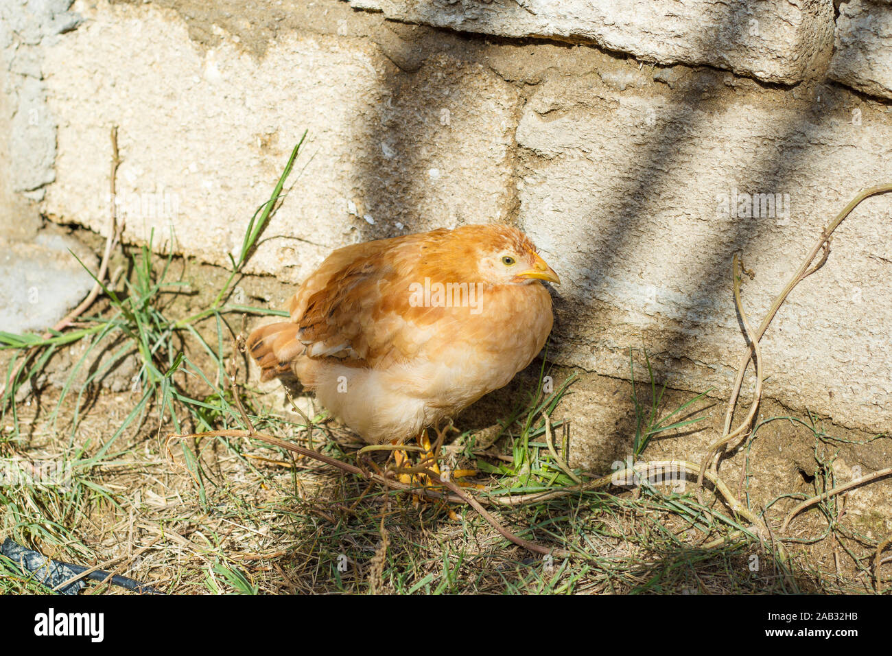Little red chicken staying by the blocks wall at shadow. Poultry farm ...