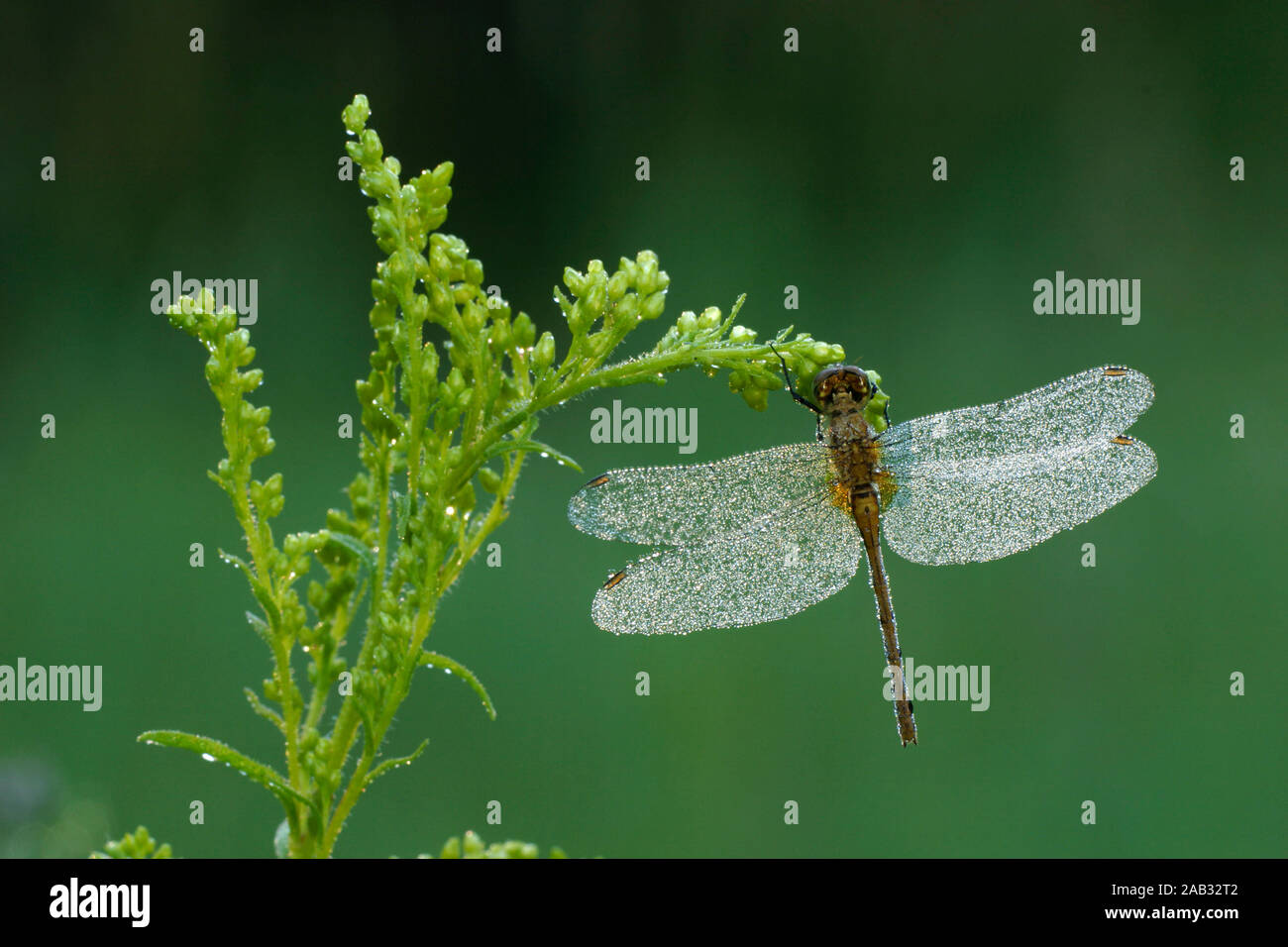 Insekten tiere hi-res stock photography and images - Alamy