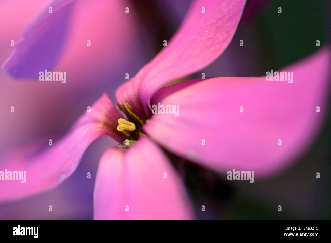 Natur, Pflanzen, Blumen, Michigan Dame`s Rocket, Hesperis Matronalis ...
