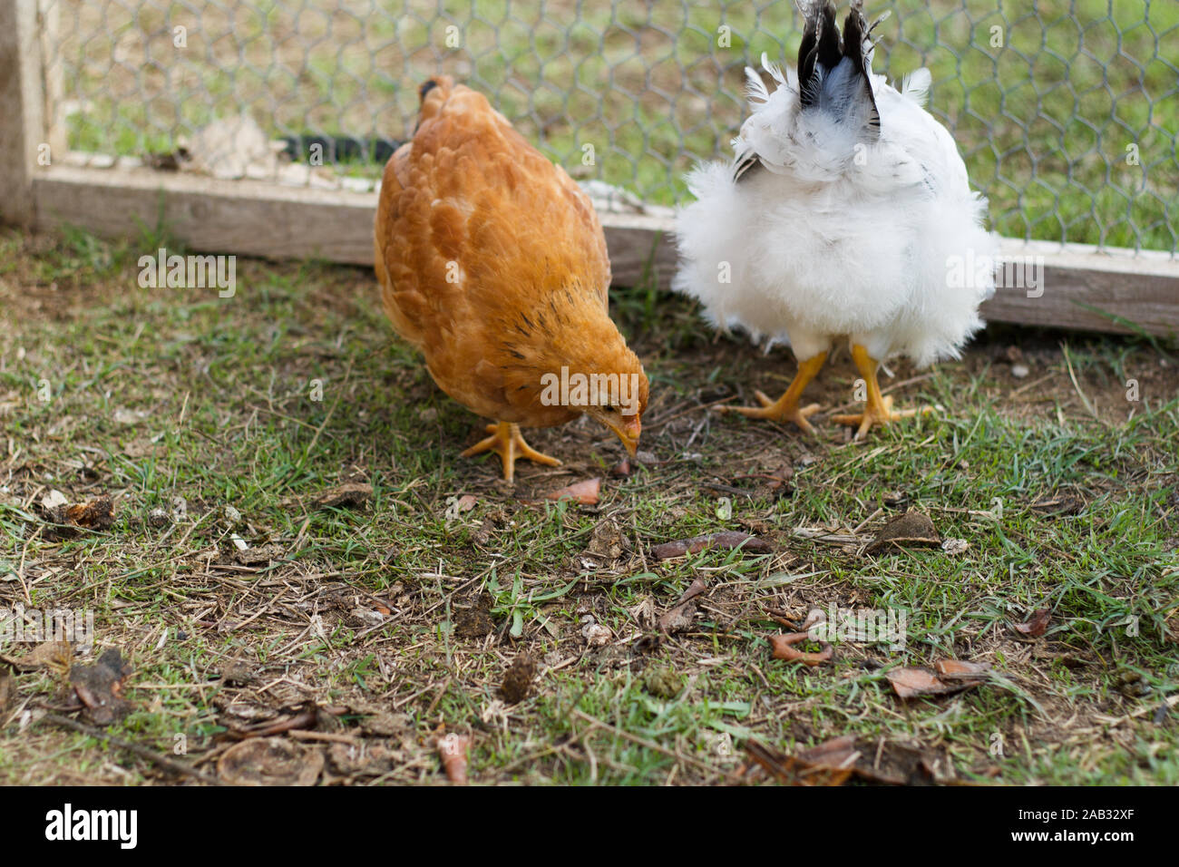 Little hens pecking the grass and walking in the animal enclosure ...