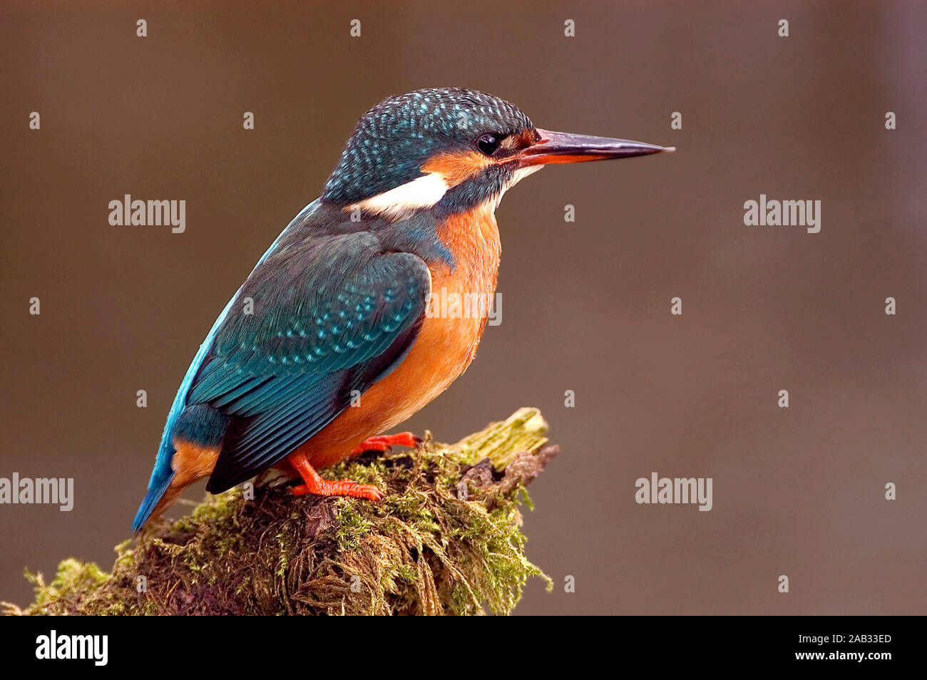 Eisvogel, River Kingfisher Stock Photo - Alamy