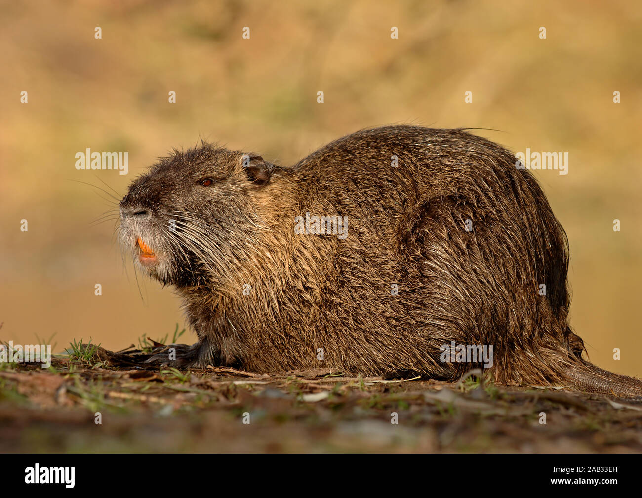 Wunderbar Biber Oder Nutria Bilder