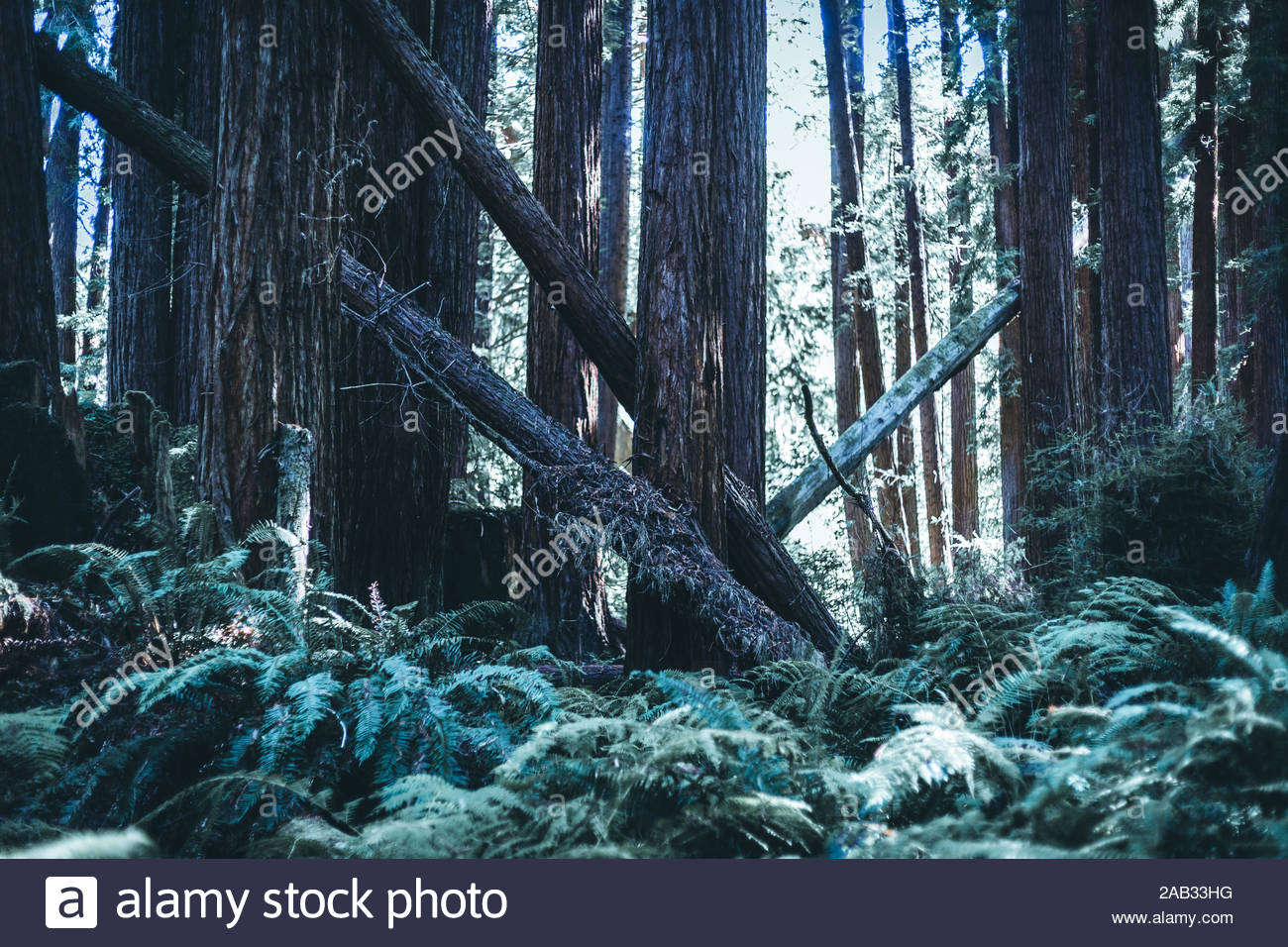 Giant Tree Ferns High Resolution Stock Photography and Images - Alamy