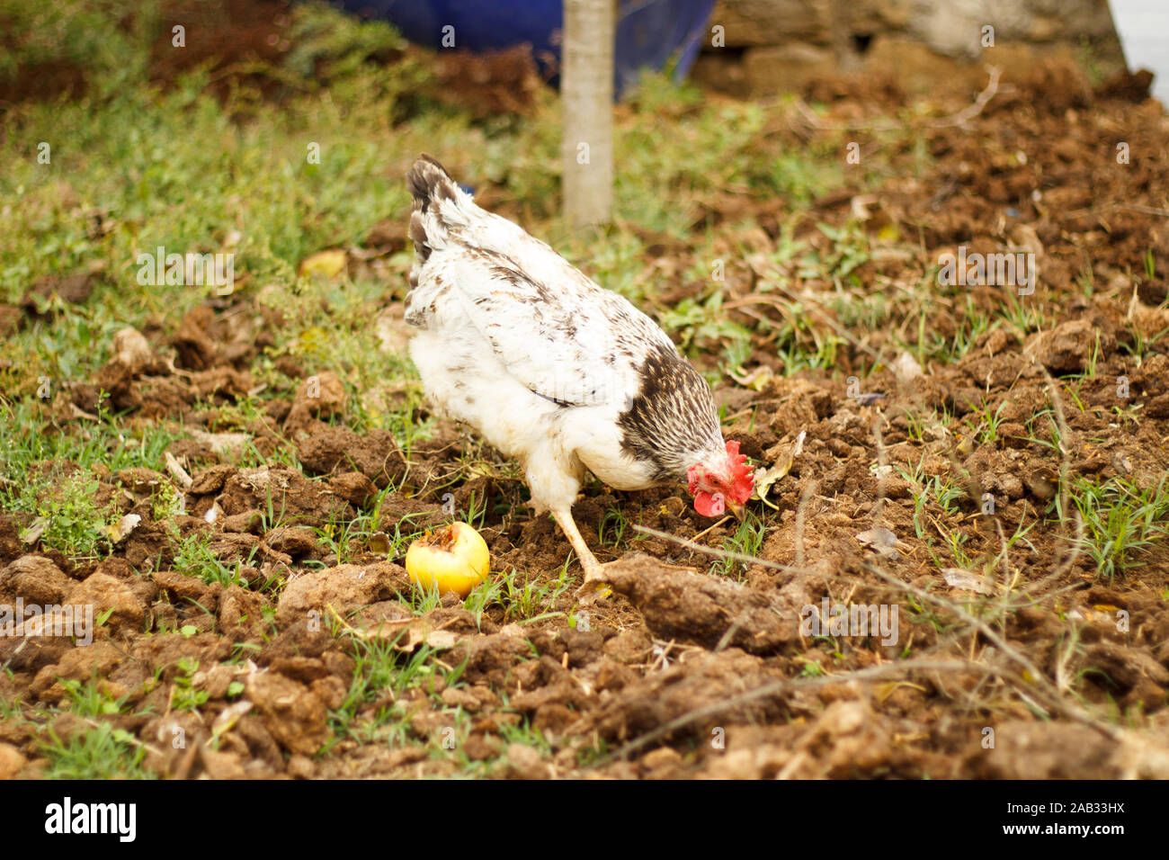 Black and white rooster walking on the ground. Poultry farming Stock ...