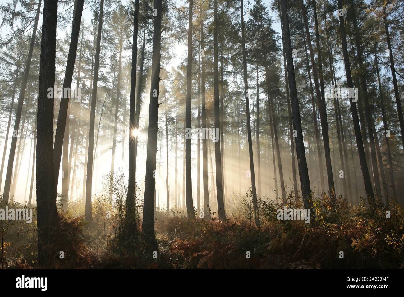 Sunbeams fall into the autumn coniferous forest on a foggy weather ...