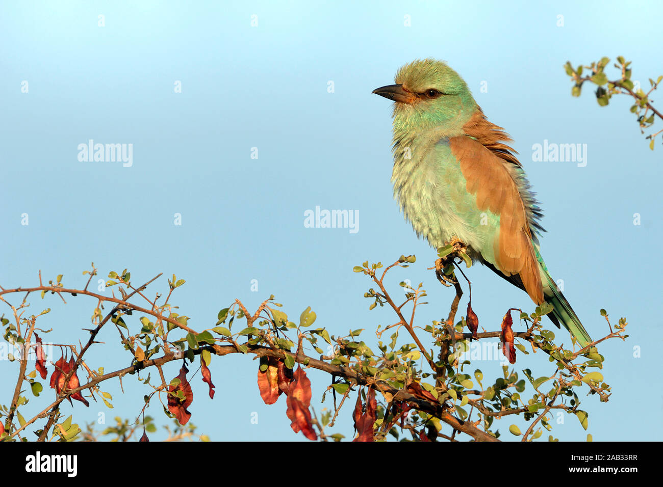 Racke bird hi-res stock photography and images - Alamy