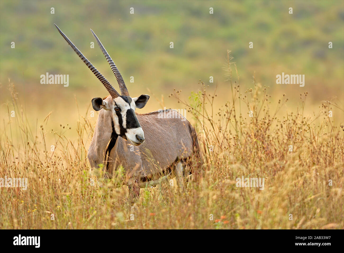 Antílope orix hi-res stock photography and images - Alamy