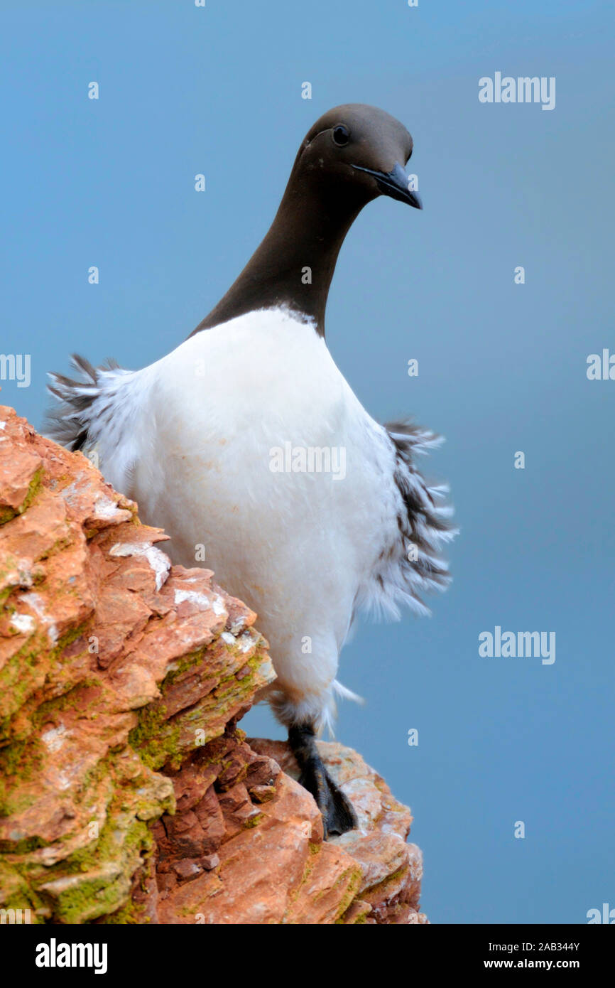 Lummen hi-res stock photography and images - Alamy