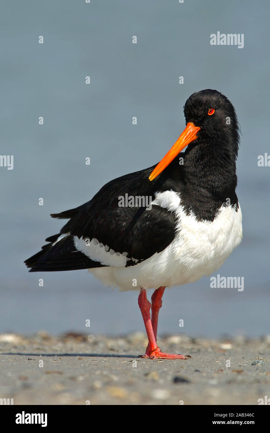 Austernfischer am Strand Stock Photo - Alamy