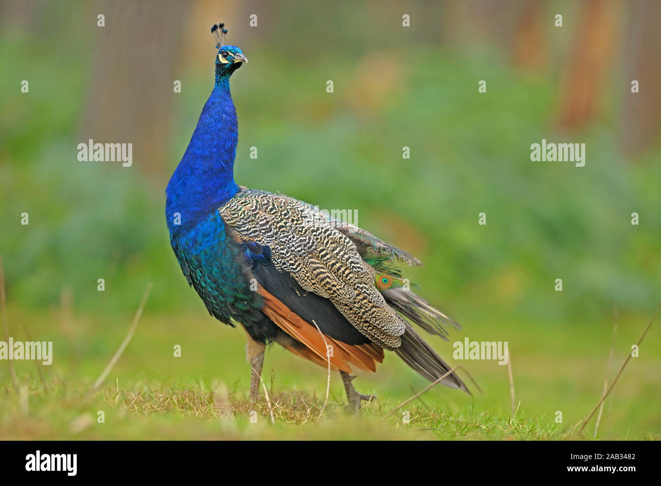 Pfau hi-res stock photography and images - Alamy