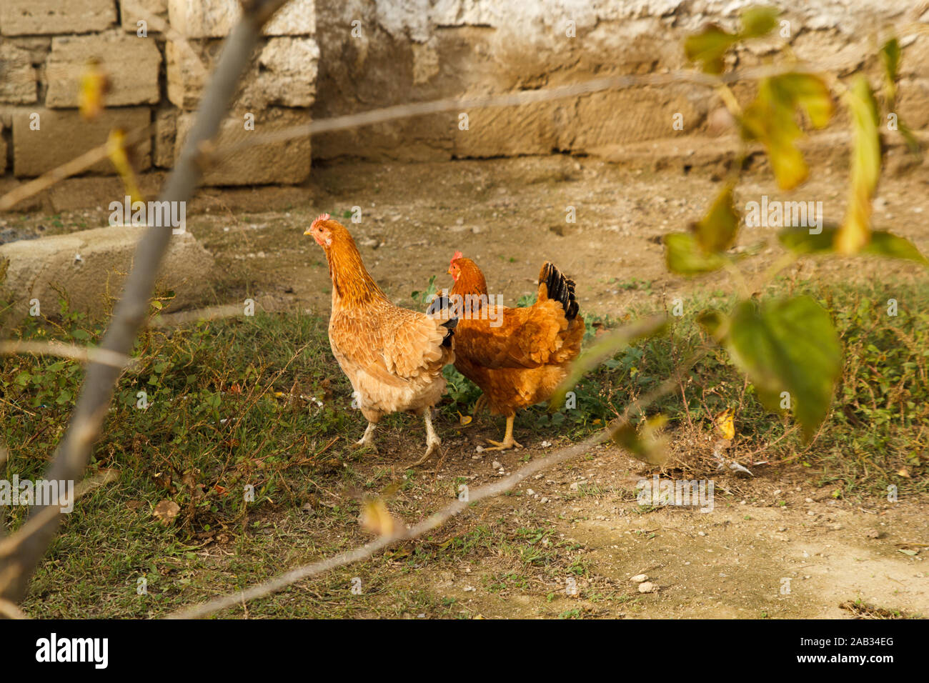 Hens in the yard. Poultry farming. Rural life Stock Photo - Alamy
