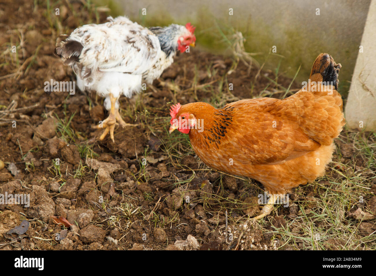 Hens in the yard. Poultry farming. Rural life Stock Photo - Alamy