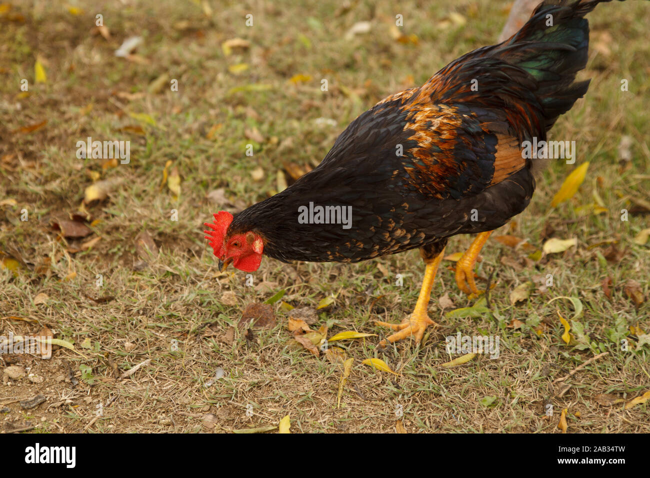 Beautiful black rooster is looking for food in the grass. Poultry ...