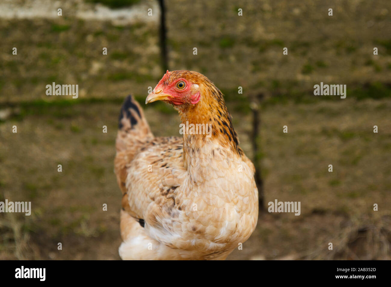 Hen in the yard. Farm. Rooster. Block wall background Stock Photo - Alamy