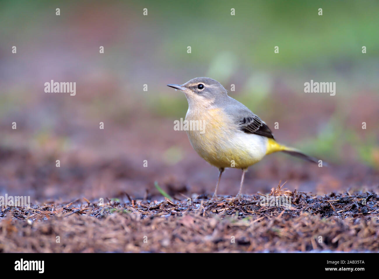 Motacilla flava flavissima hi-res stock photography and images - Alamy