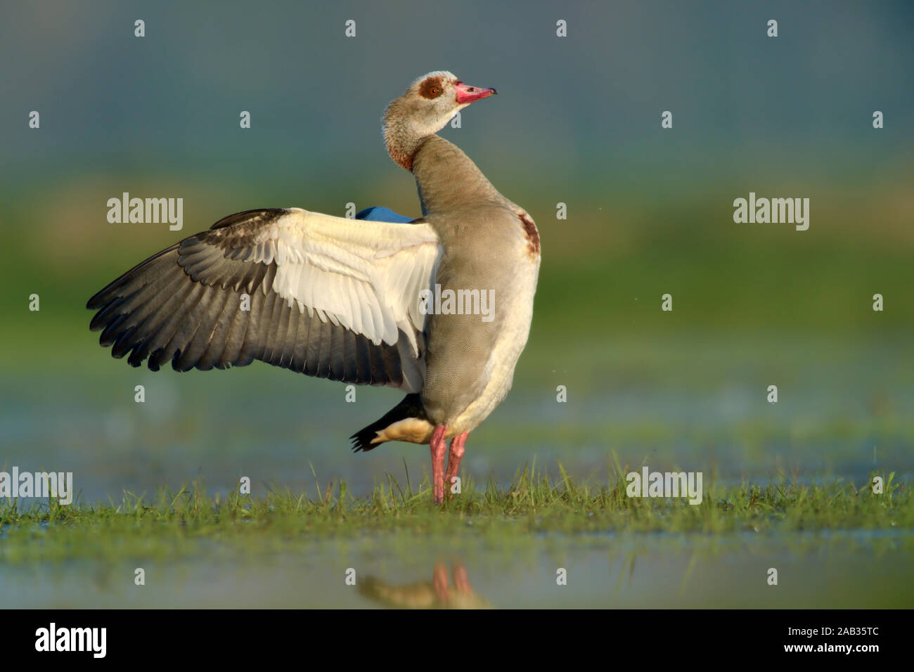 Wildgans wildgaense hi-res stock photography and images - Alamy