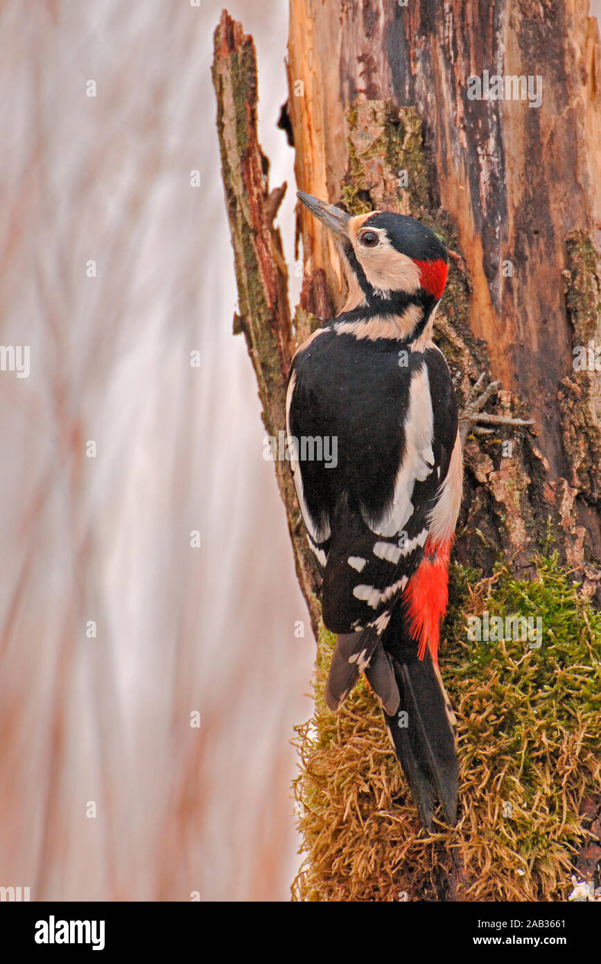 Buntspecht - Picoides major - Great Spotted Woodpecker Stock Photo - Alamy