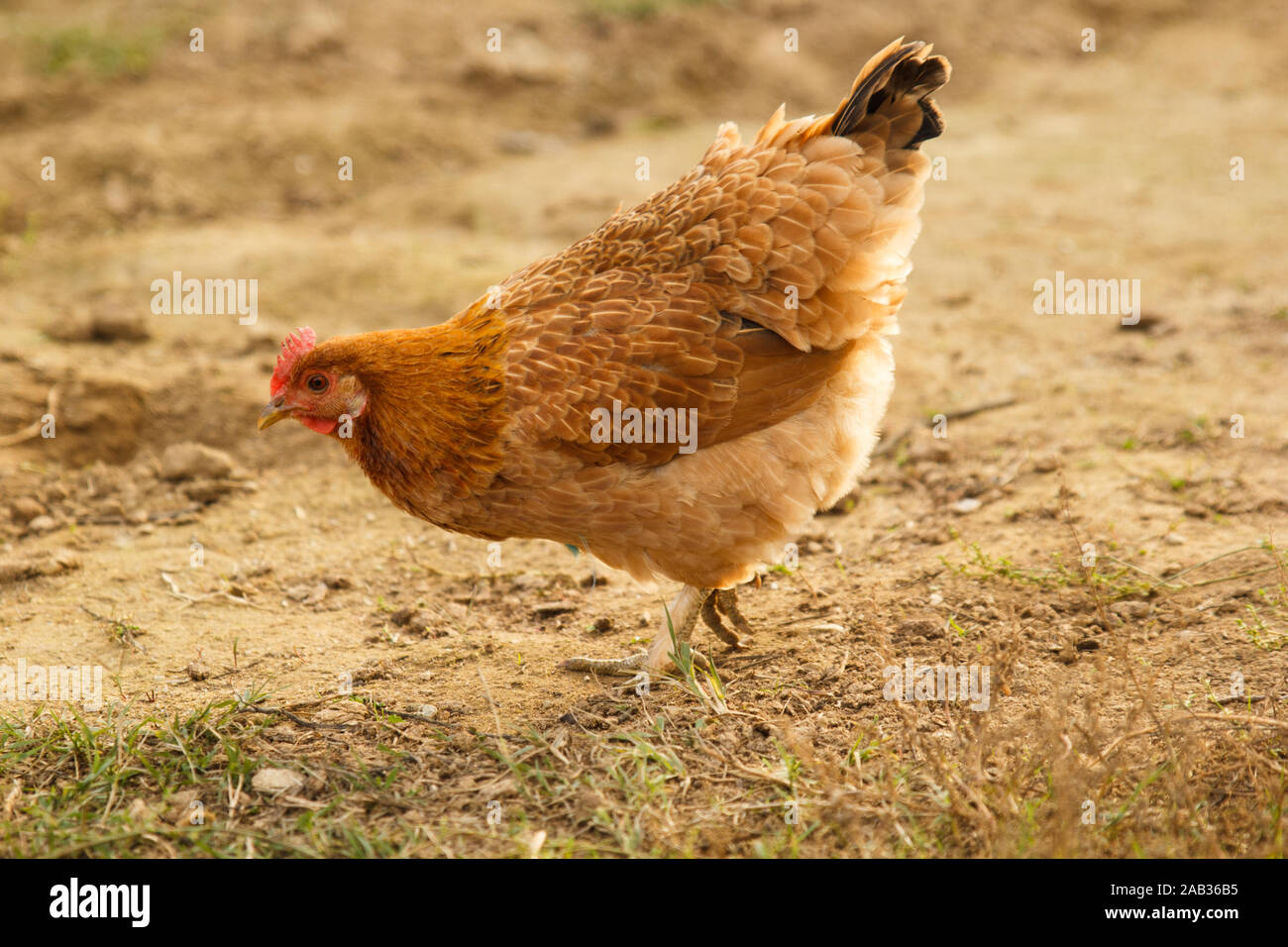 Red hen walking in the yard. Poultry farming. Rural life Stock Photo ...