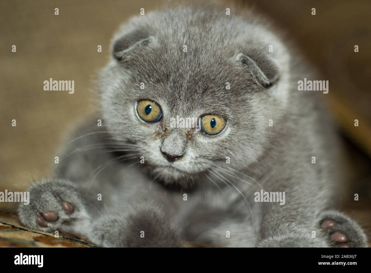 British fold-eared cat. Pet Stock Photo - Alamy