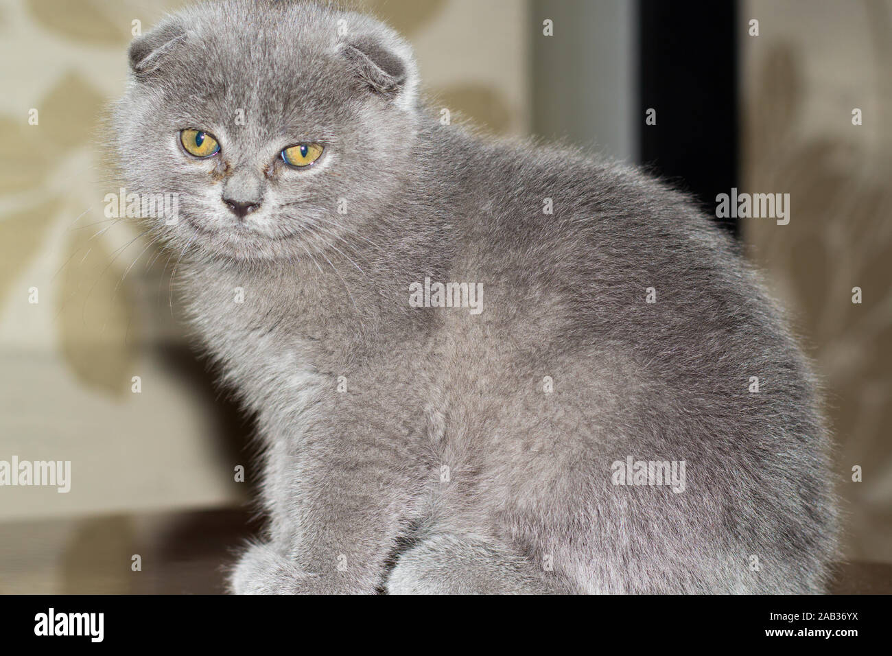 British fold-eared cat. Pet Stock Photo - Alamy