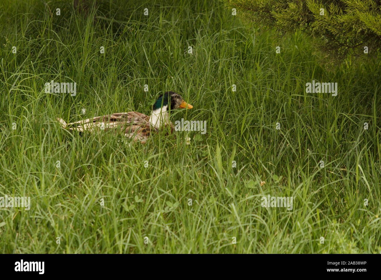 Duck in the yard. Poultry farm. Rural life Stock Photo - Alamy