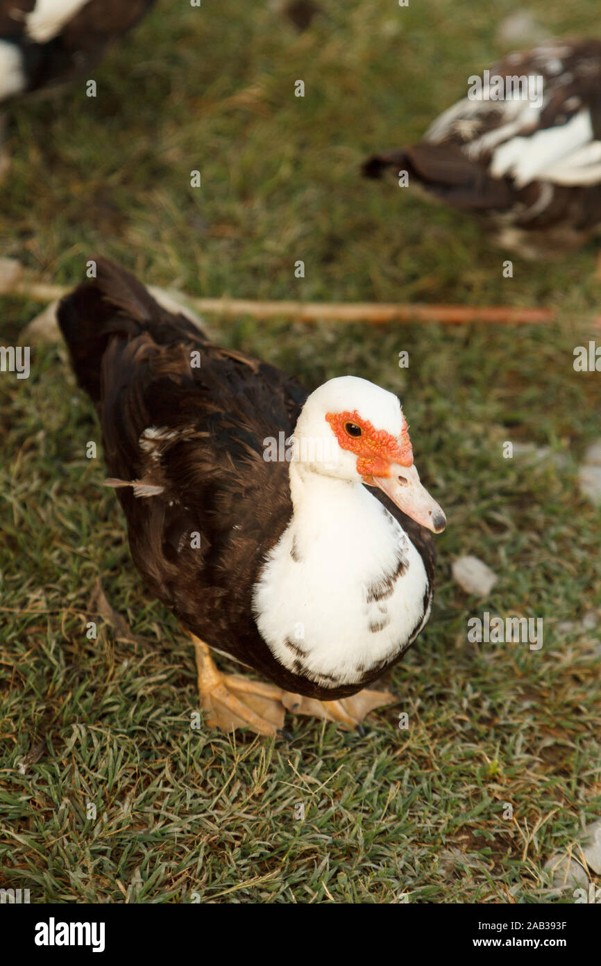 Cute beautiful duck on green grass in the yard. Poultry farm. Rural ...