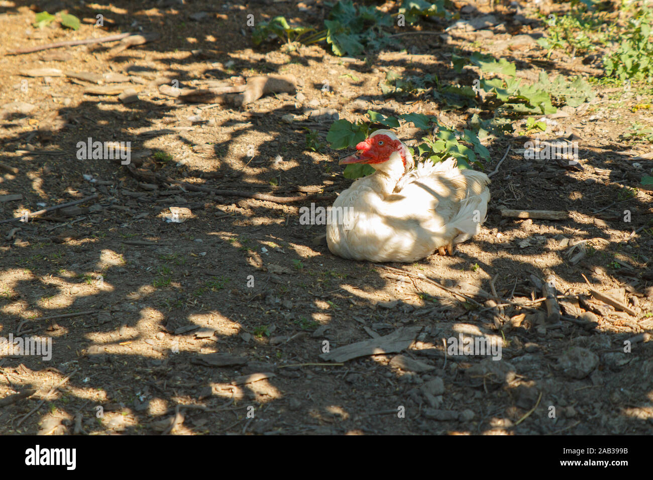 White goose laying on the ground under the shadow in the poultry farm ...