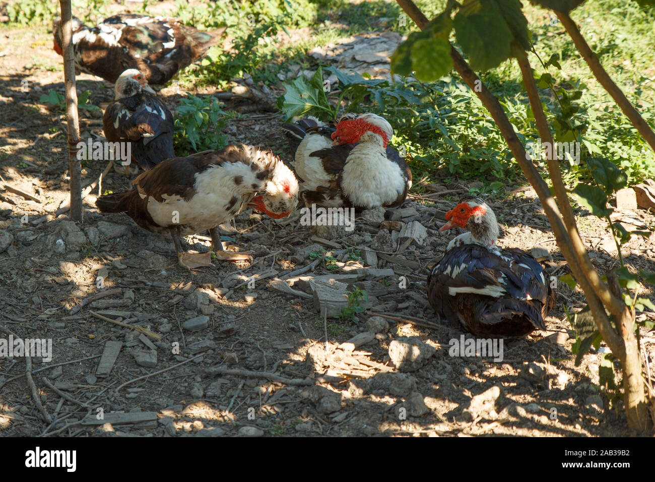 Village in poultry farm hi-res stock photography and images - Alamy
