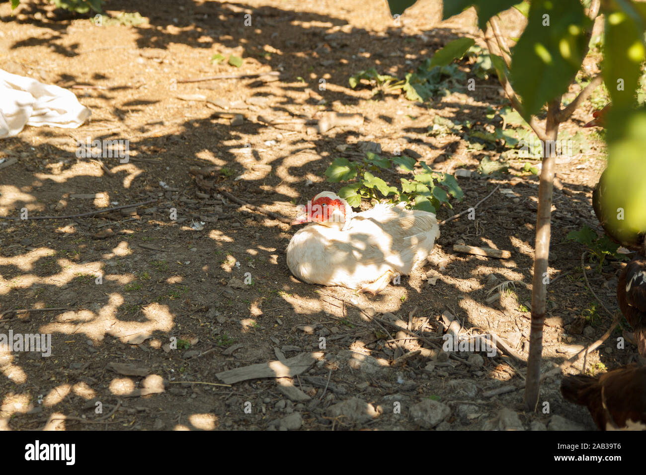 White goose having rest in shadow. Poultry farm. Rural life Stock Photo ...