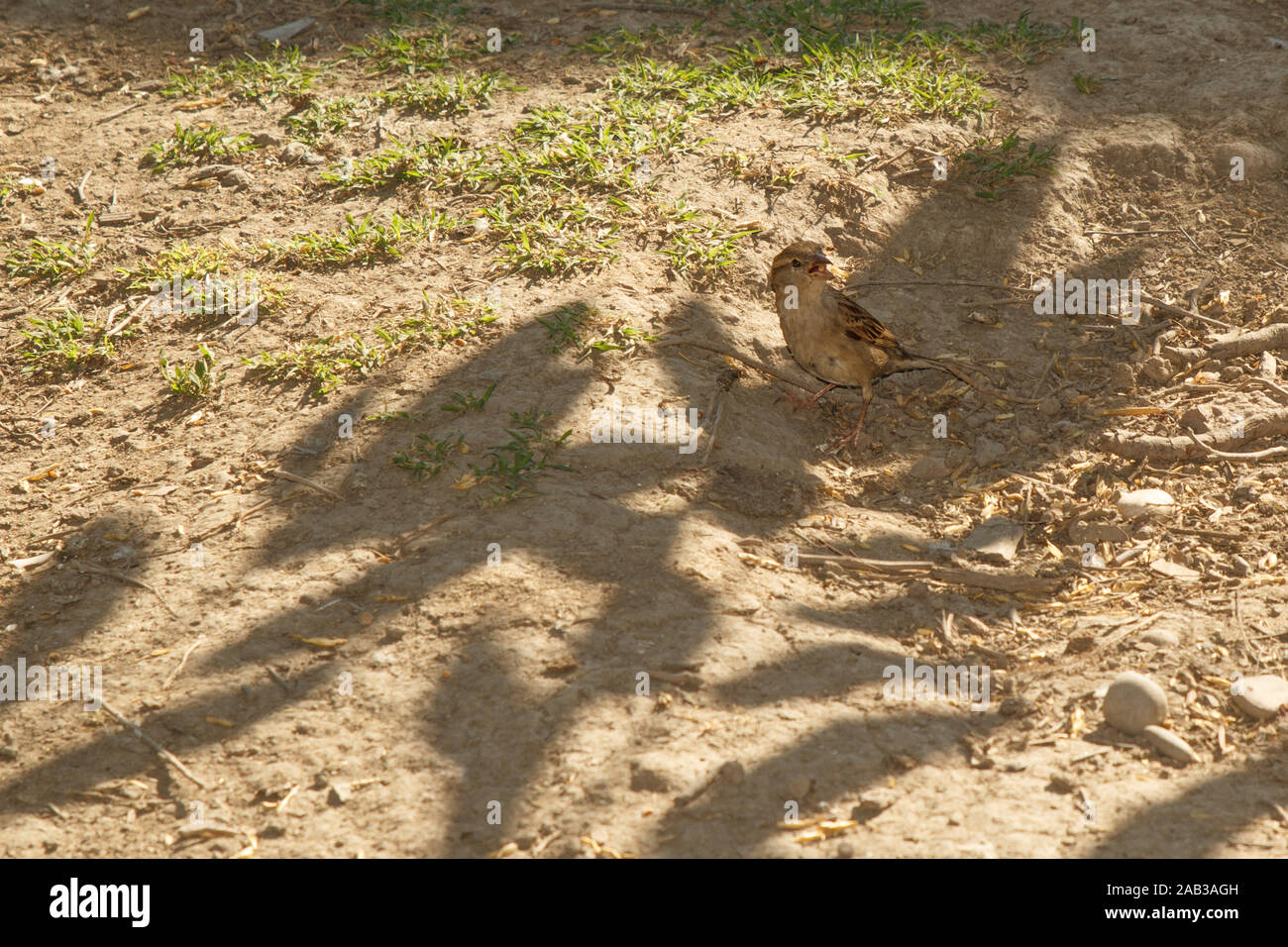 Sparrow in shadow on the ground Stock Photo - Alamy