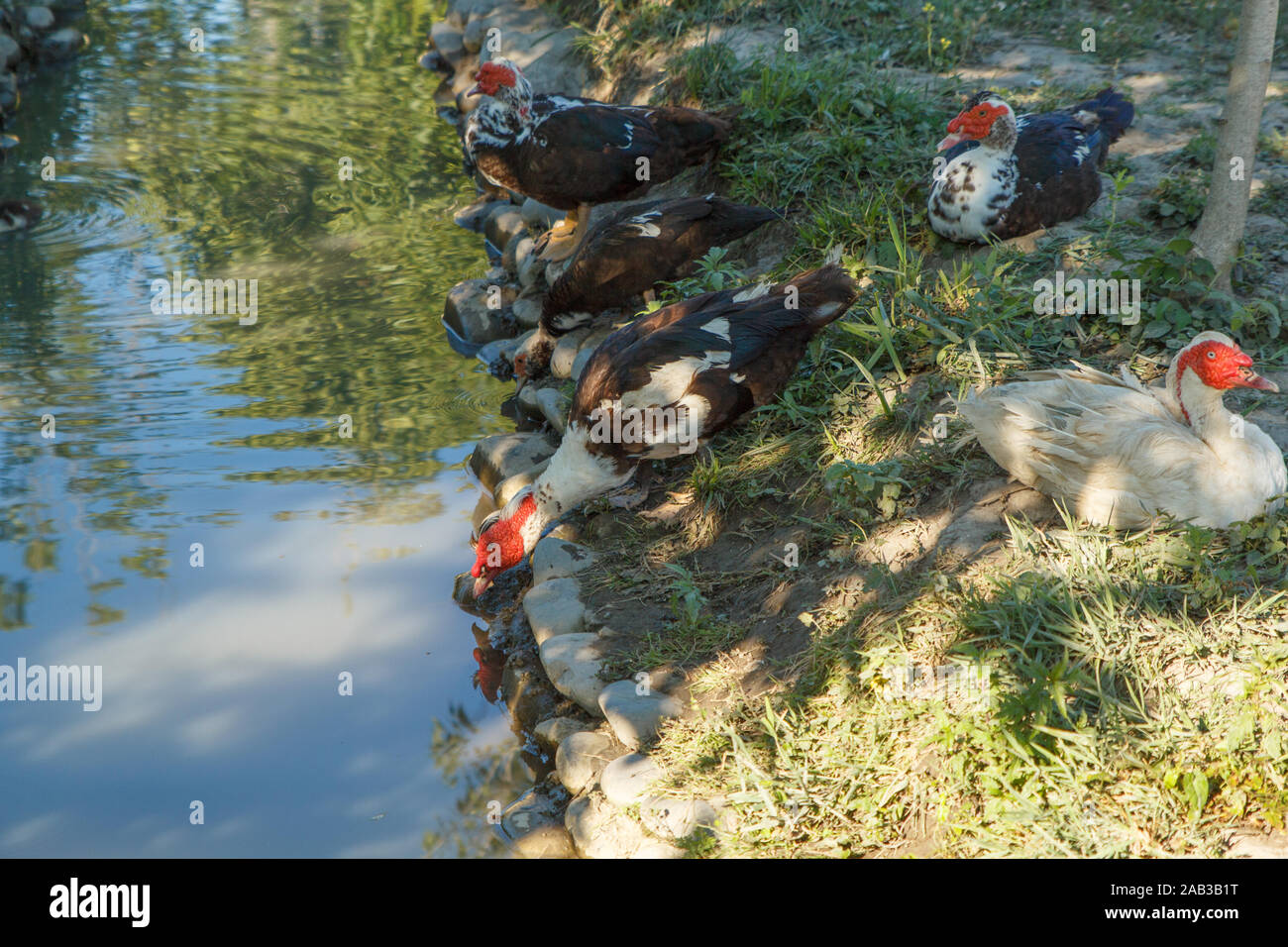 Farm animal drinking water hi-res stock photography and images - Alamy
