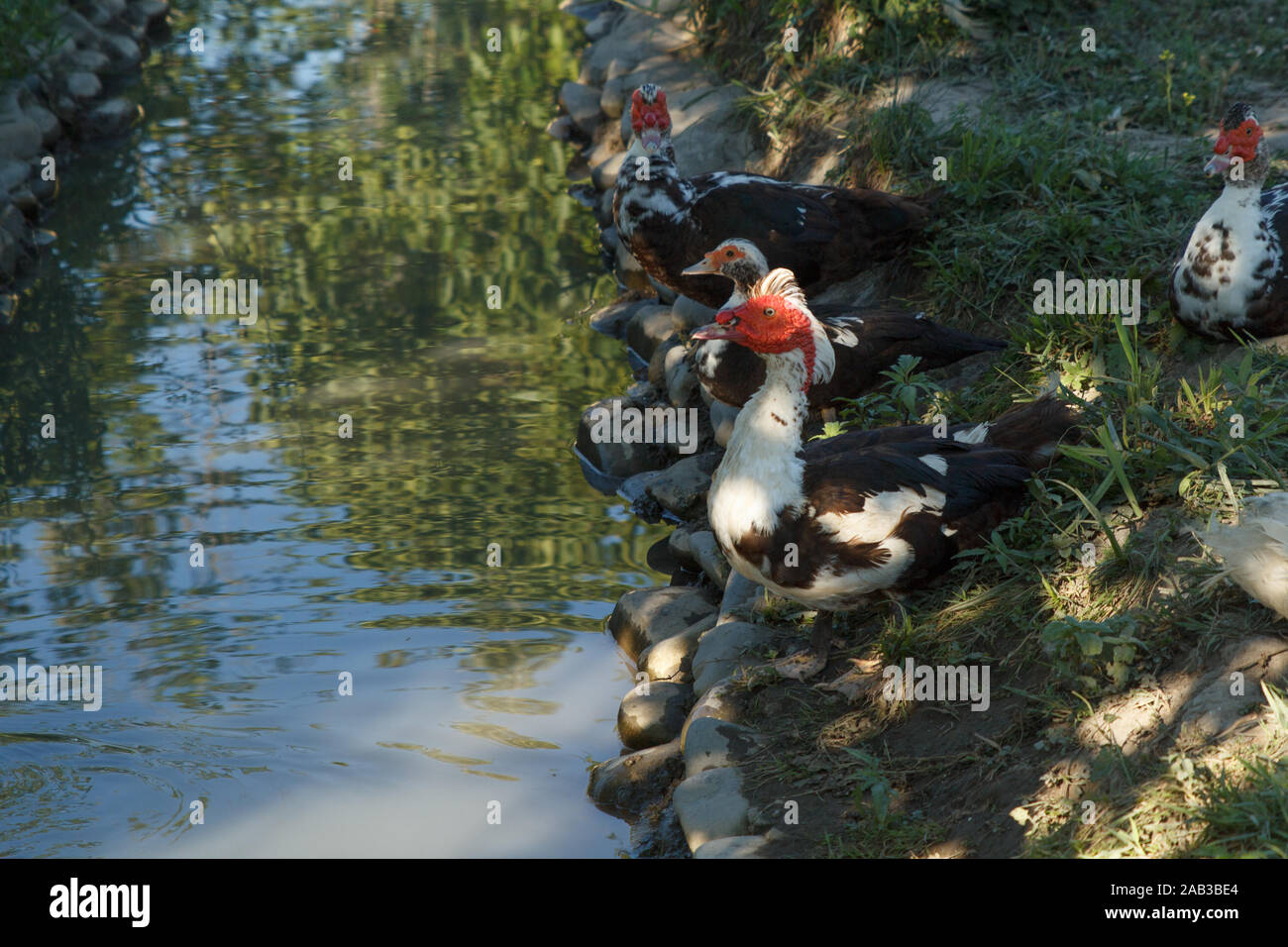 Water poultry hi-res stock photography and images - Alamy