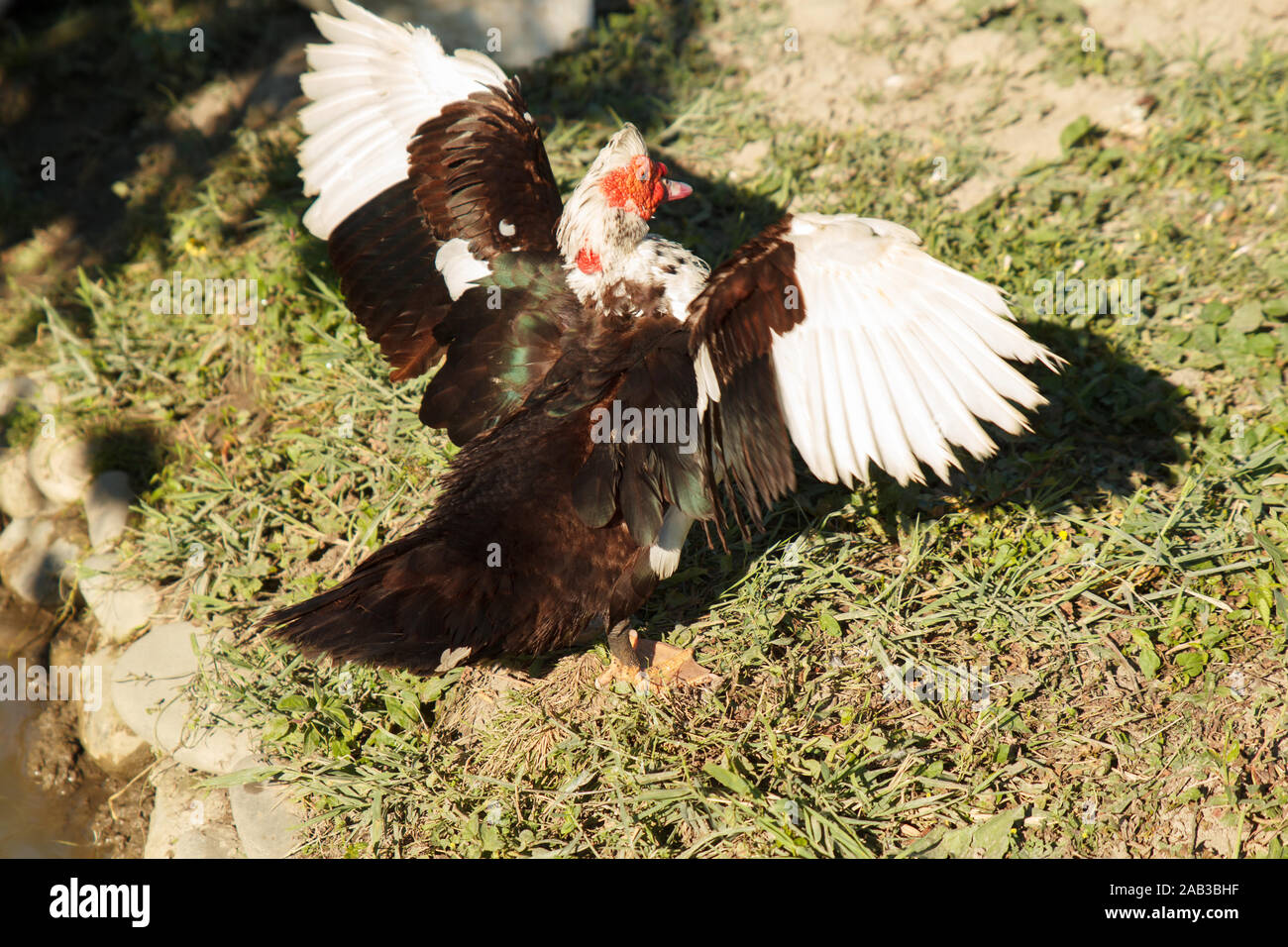 Flying poultry hi-res stock photography and images - Alamy