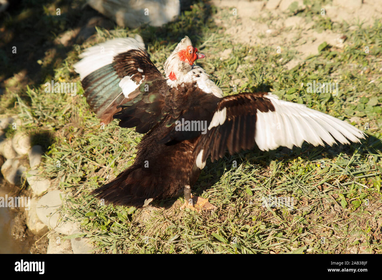 Flying poultry hi-res stock photography and images - Alamy