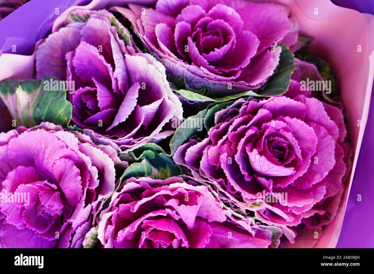 Decorative heads of purple cabbage flowers Stock Photo - Alamy