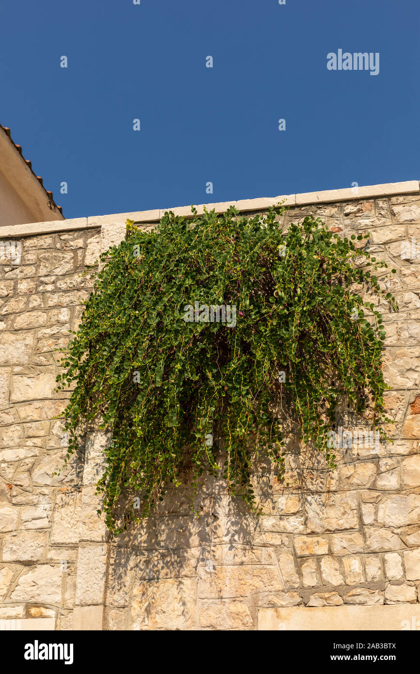 Wild organic biological capers growing from a wall in the Mediterranean ...