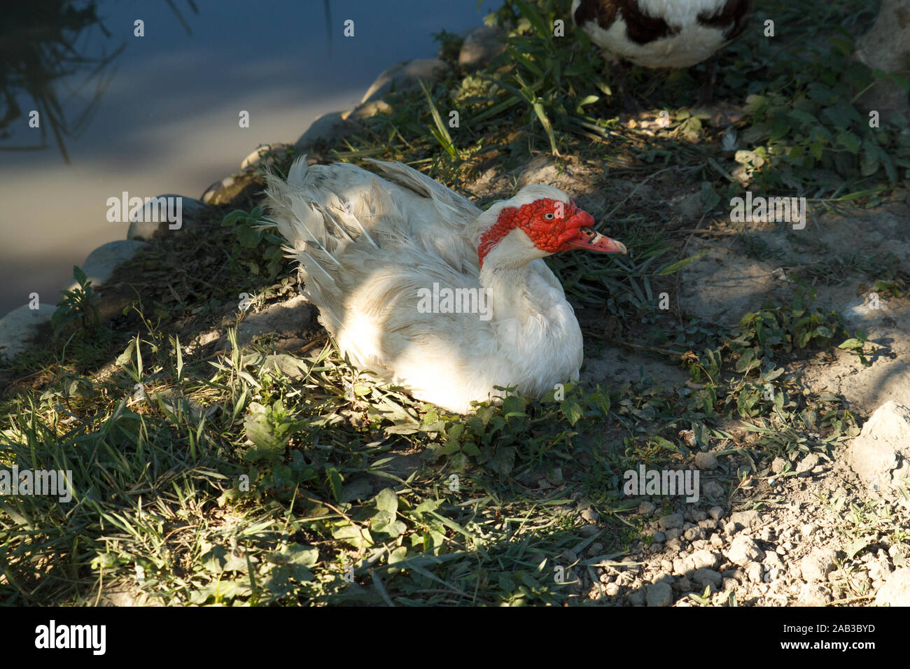 Poultry and goose hi-res stock photography and images - Alamy