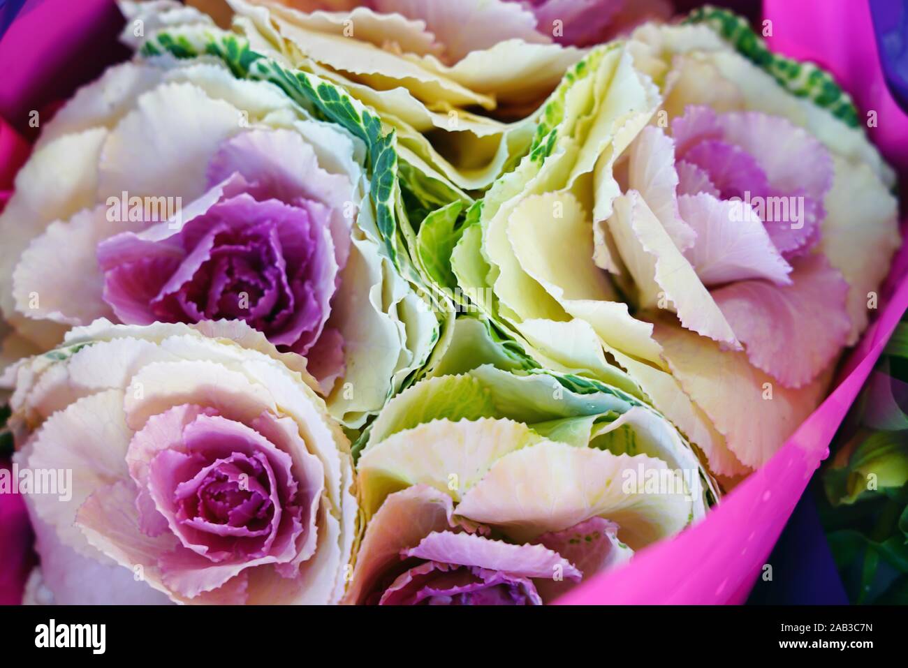Decorative heads of purple cabbage flowers Stock Photo - Alamy